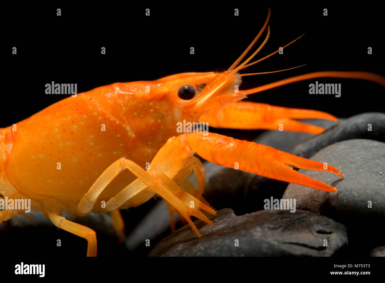 Young crayfish lobster with small rock in fish tank and black ...