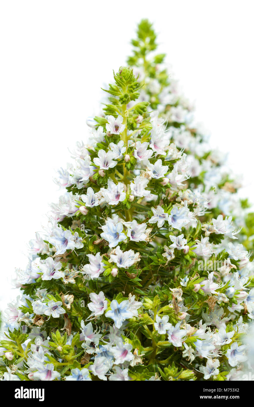 Large conical inflorescence of Echium decaisnei isolated on white Stock ...