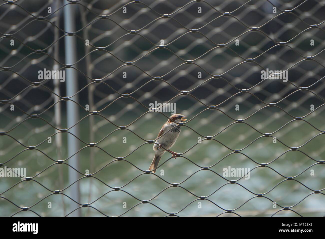 House sparrow (Passer domesticus) on a chain link fence. The house ...