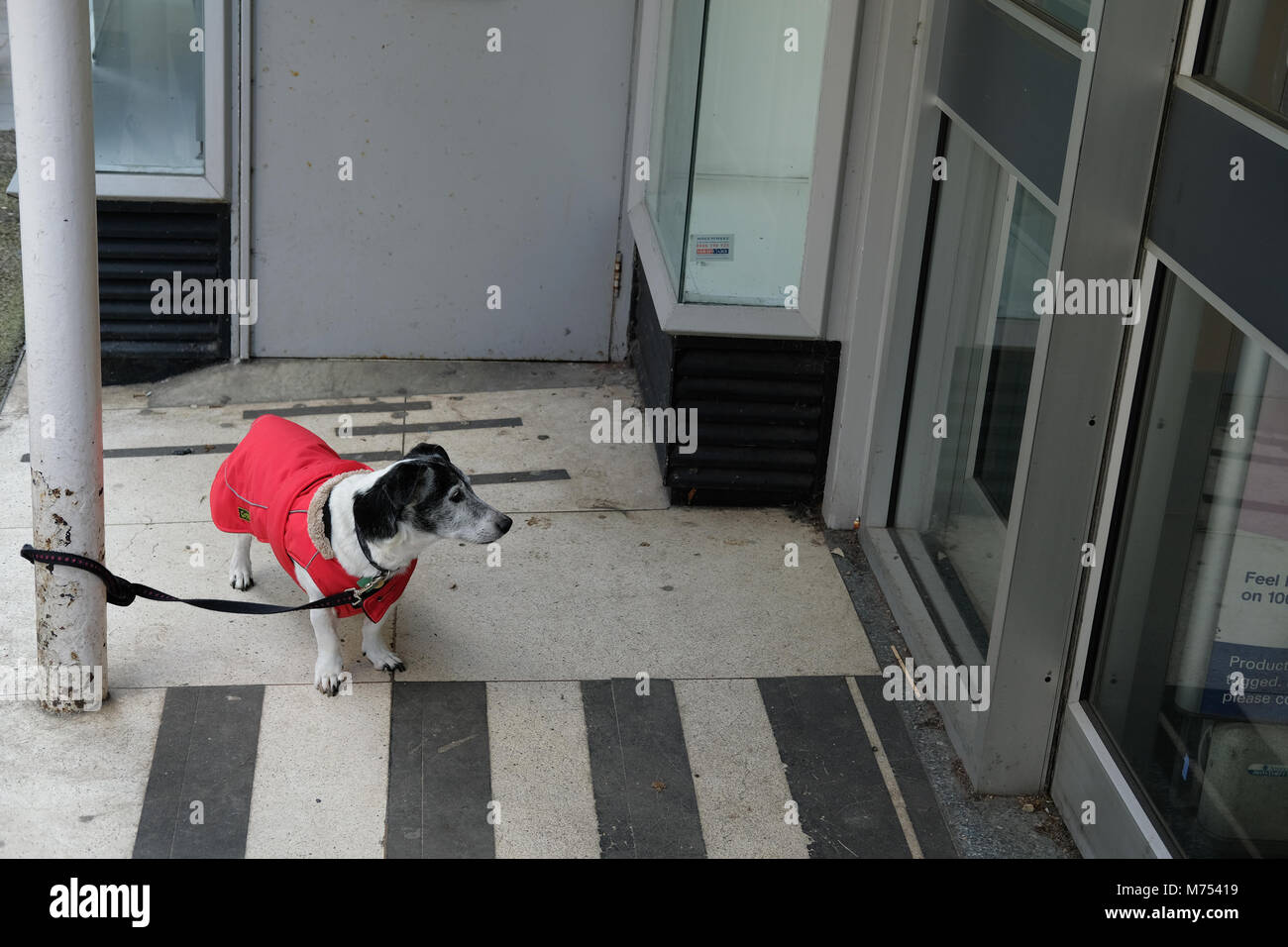 Dog outside shop Stock Photo - Alamy