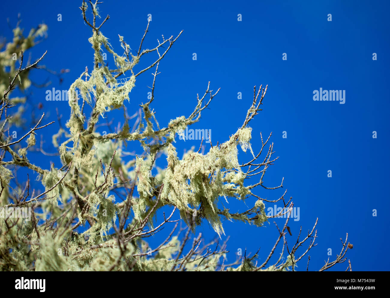 lichen Usnea background natural macro background, bioindicator of high ...