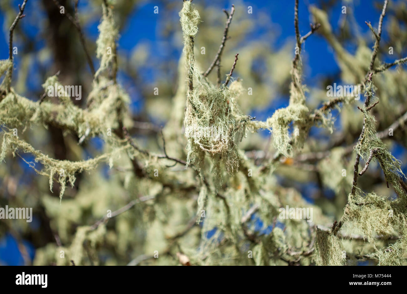 lichen Usnea background natural macro background, bioindicator of high ...
