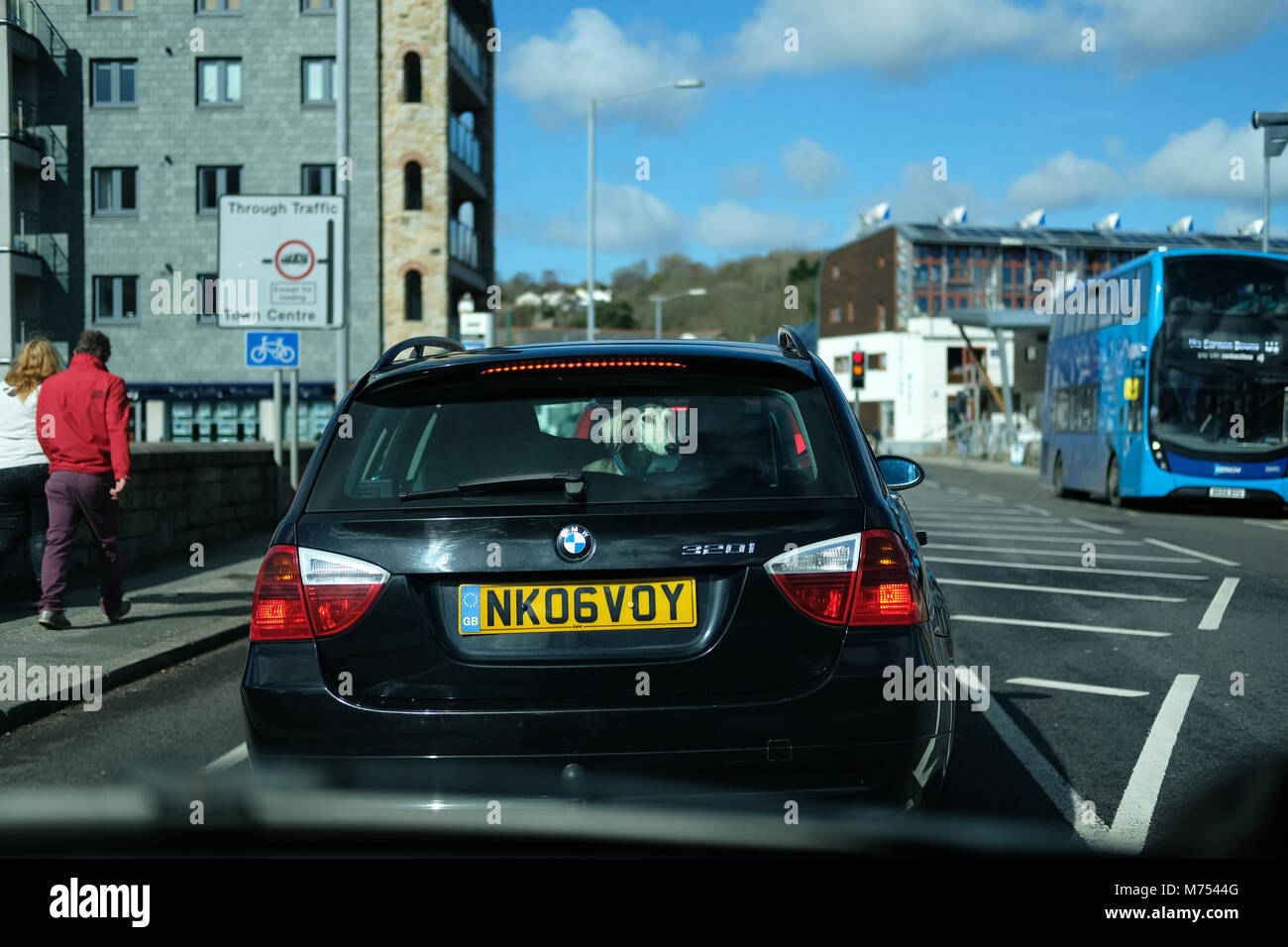 A dog in the rear window of a car Stock Photo - Alamy