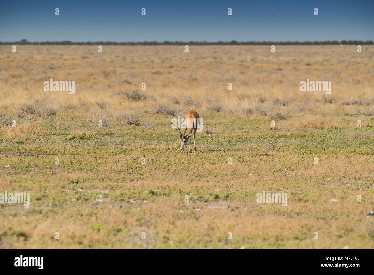 Gazelle On Tree High Resolution Stock Photography and Images - Alamy