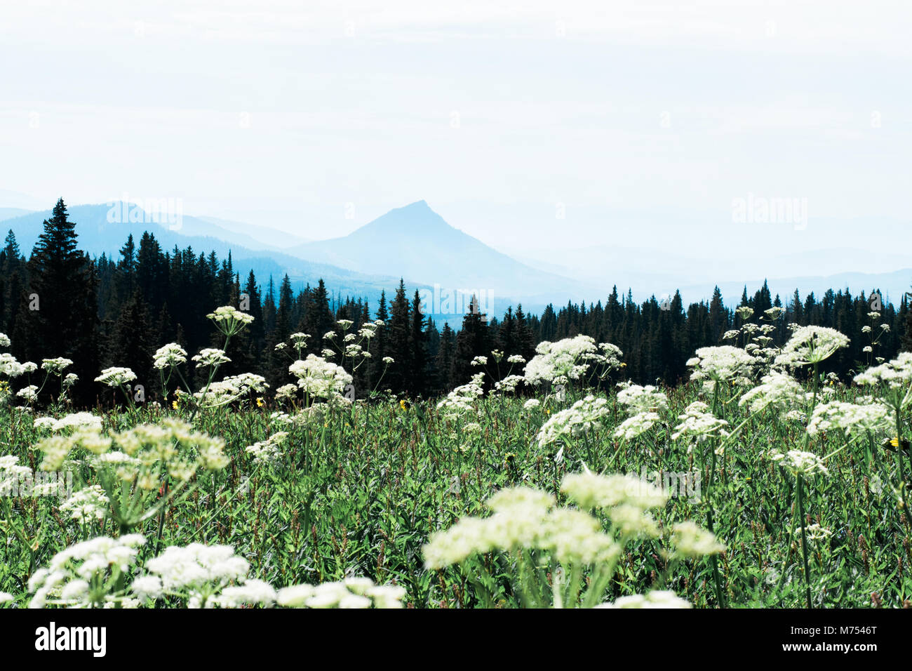 Wild flowers bursting into bloom in the Colorado mountains. The ...
