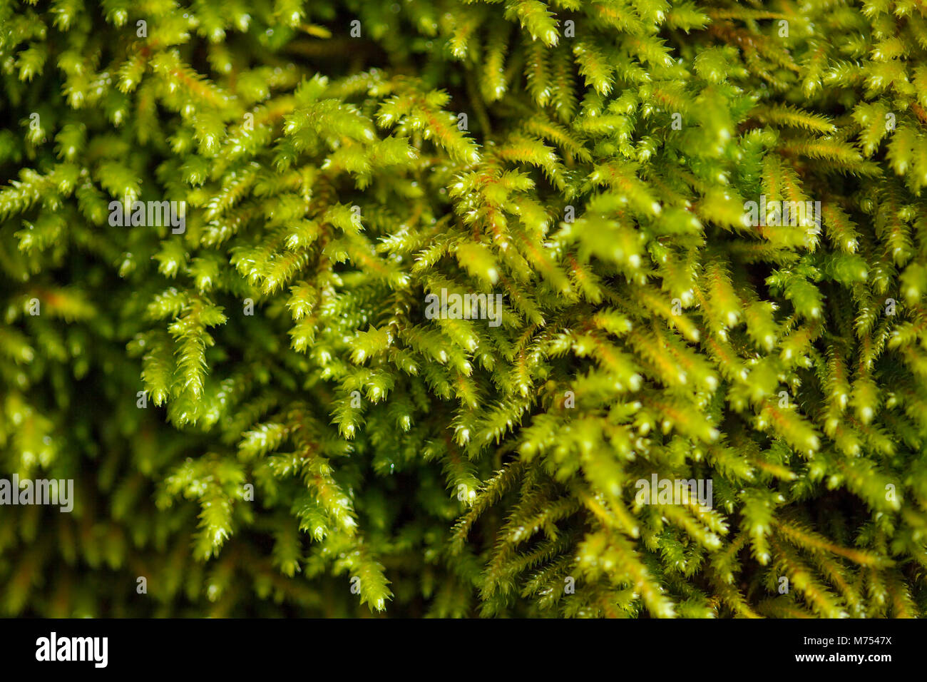 green moss carpet natural macro background Stock Photo - Alamy