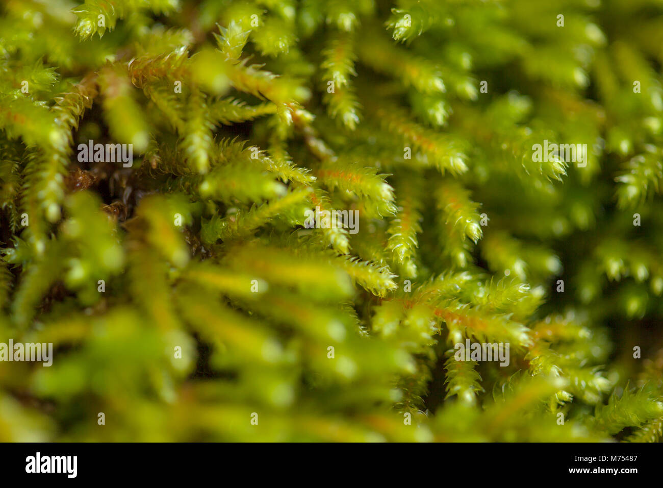 green moss carpet natural macro background Stock Photo - Alamy