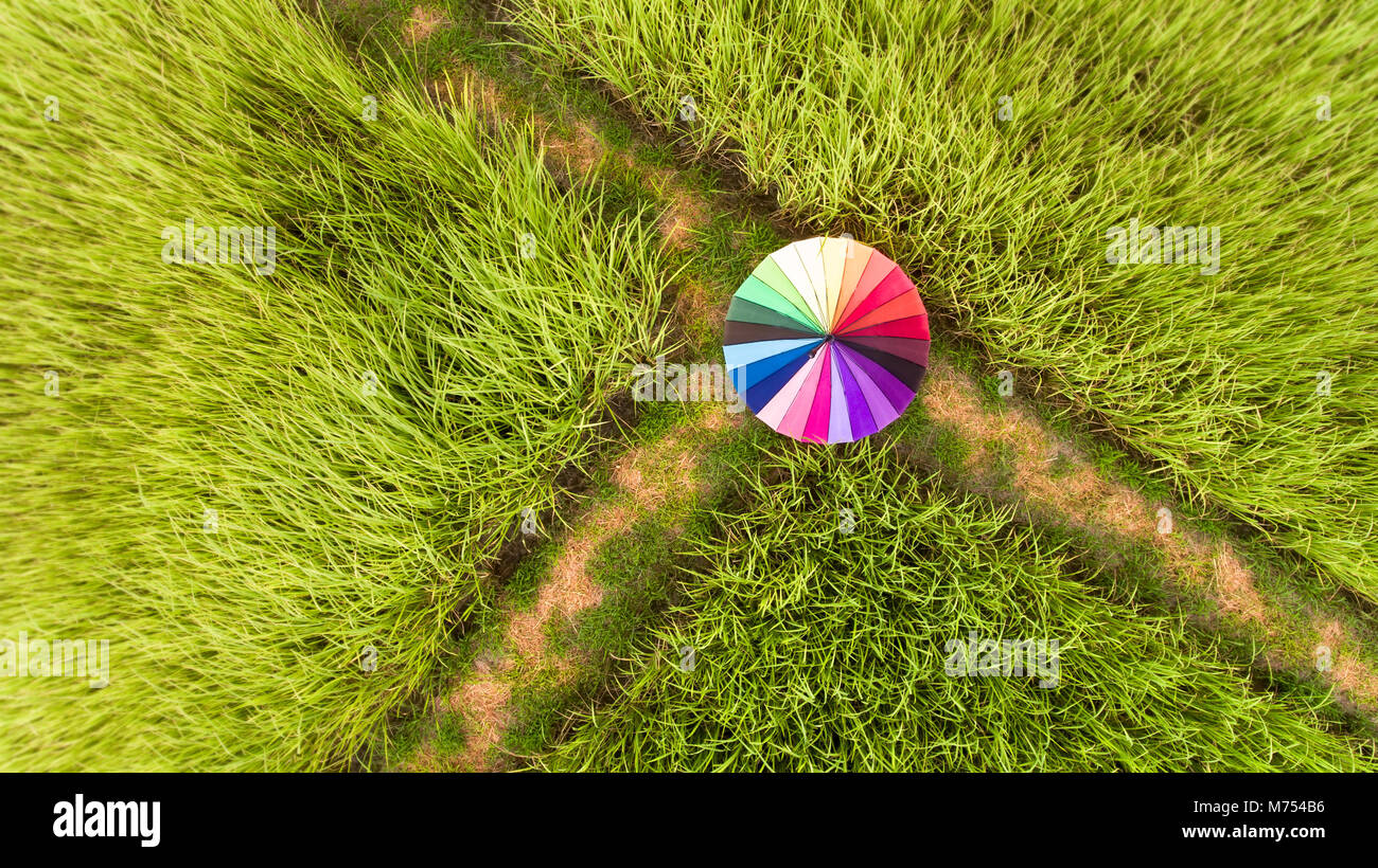 Colorful umbrella in the green rice field from top eye view photo with ...