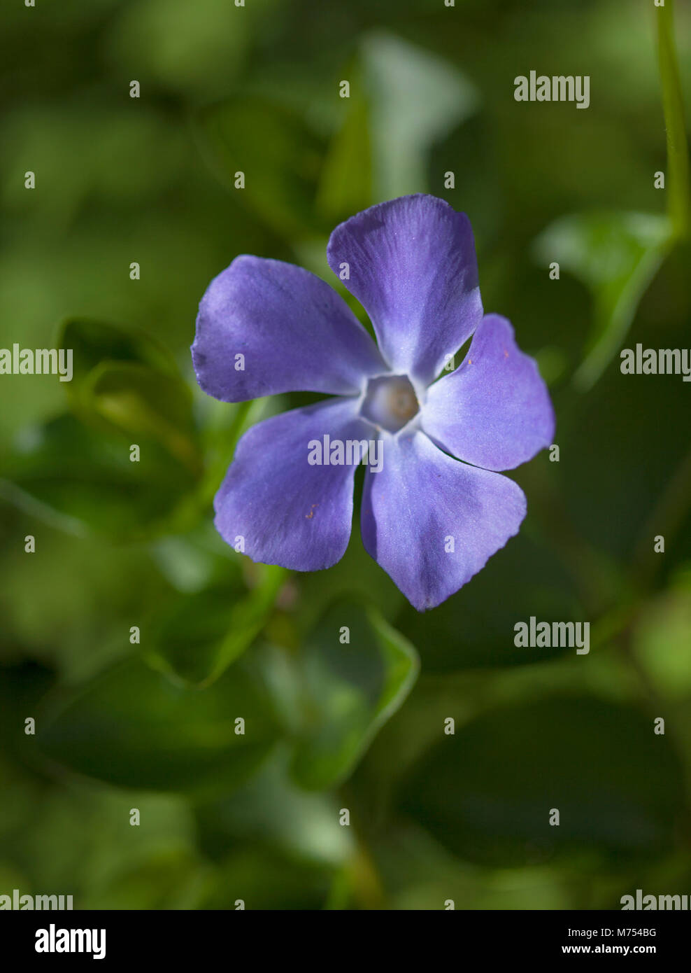 naturalfloral macro background with bigleaf periwinkle flower Stock ...