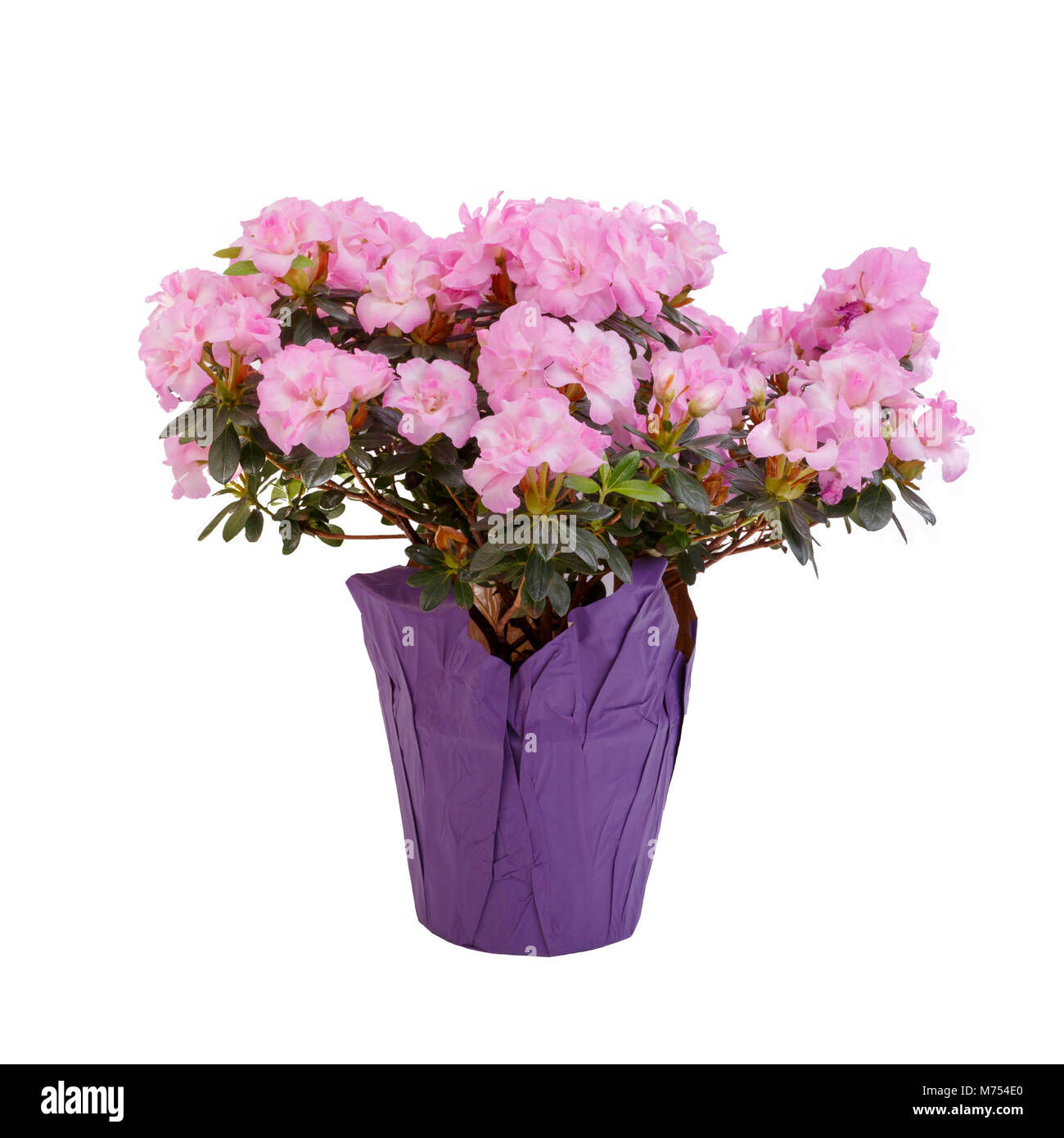 Azalea pot plant hi-res stock photography and images - Alamy