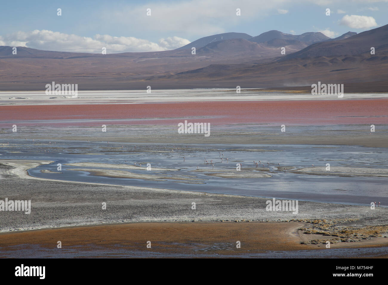 Laguna Colorada in Bolivia Stock Photo - Alamy