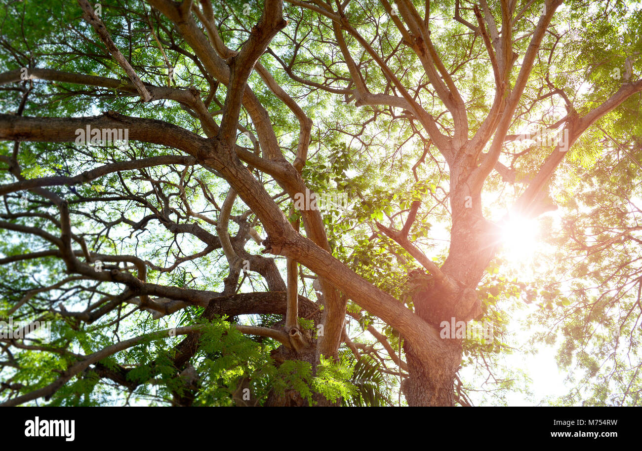 Expand of big tree branch with sun evening lighting Stock Photo - Alamy