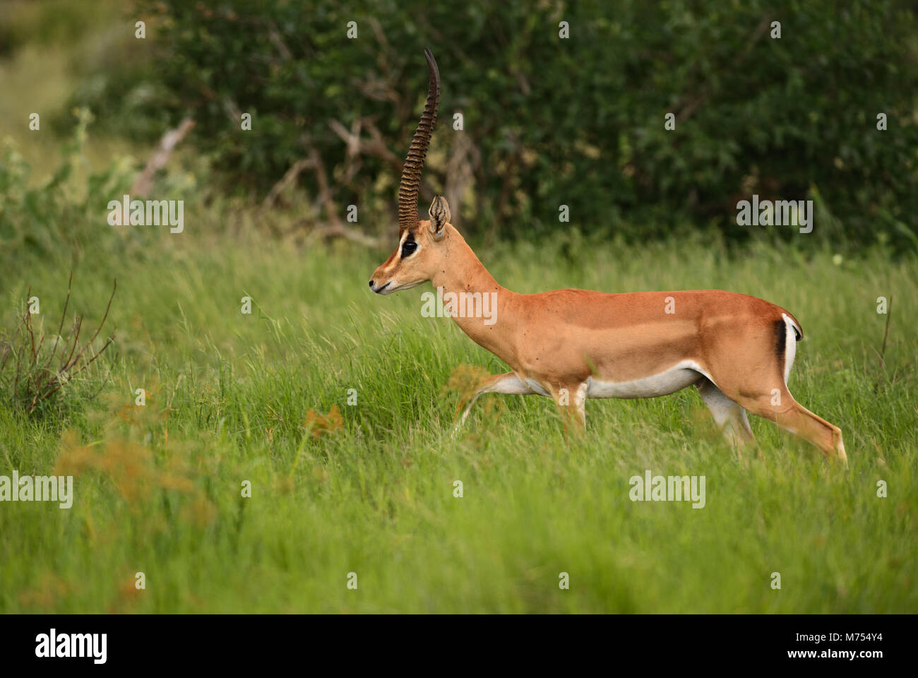 Impala - Aepyceros melampus, small fast antelope from African savanna ...