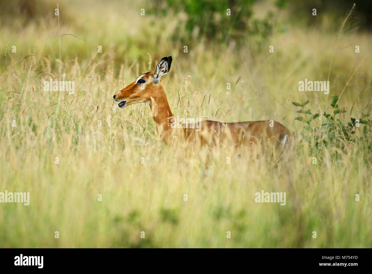 Impala - Aepyceros melampus, small fast antelope from African savanna ...