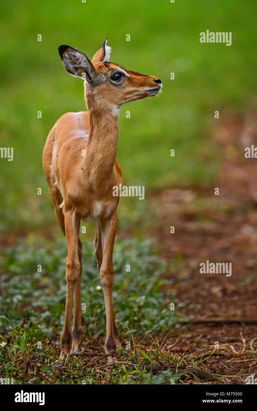Impala - Aepyceros melampus, small fast antelope from African savanna ...