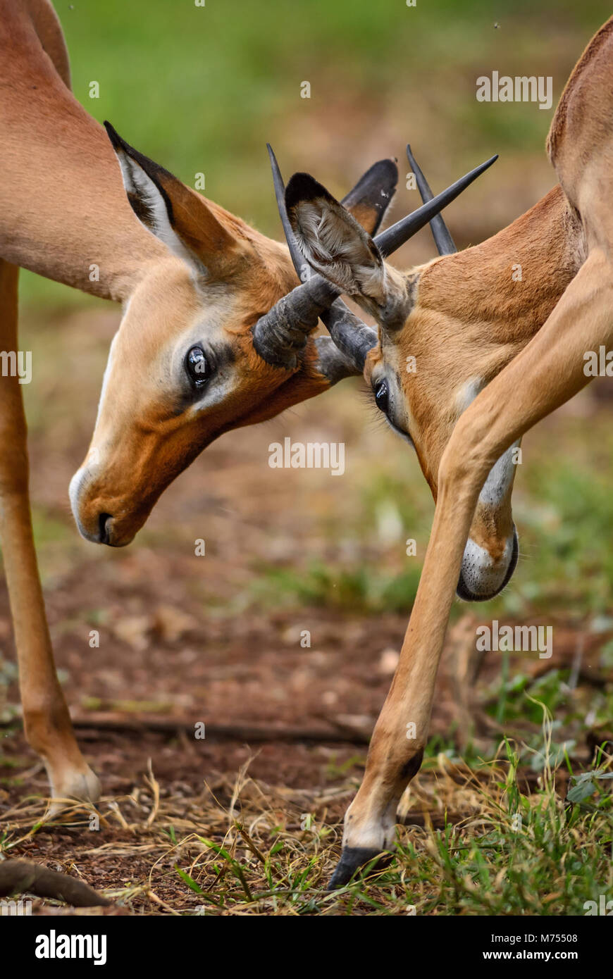 Impala - Aepyceros melampus, small fast antelope from African savanna ...