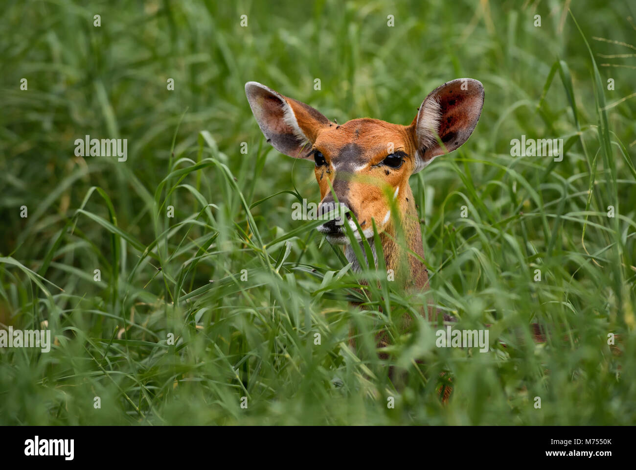 Impala - Aepyceros melampus, small fast antelope from African savanna ...