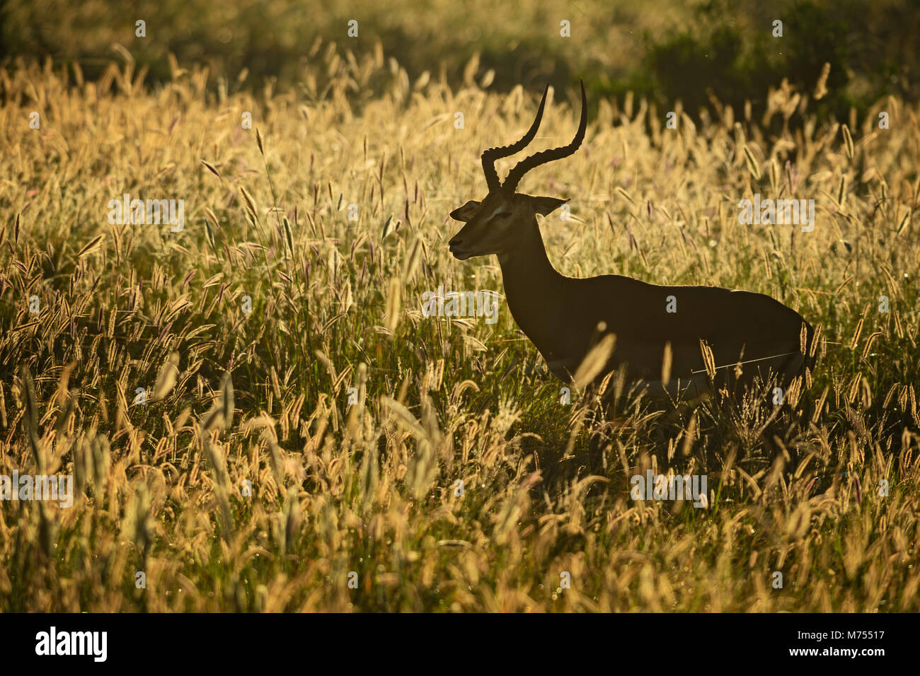 Impala - Aepyceros melampus, small fast antelope from African savanna ...
