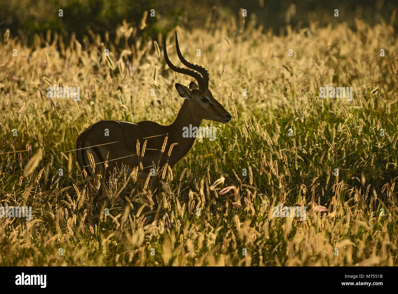 Impala - Aepyceros melampus, small fast antelope from African savanna ...