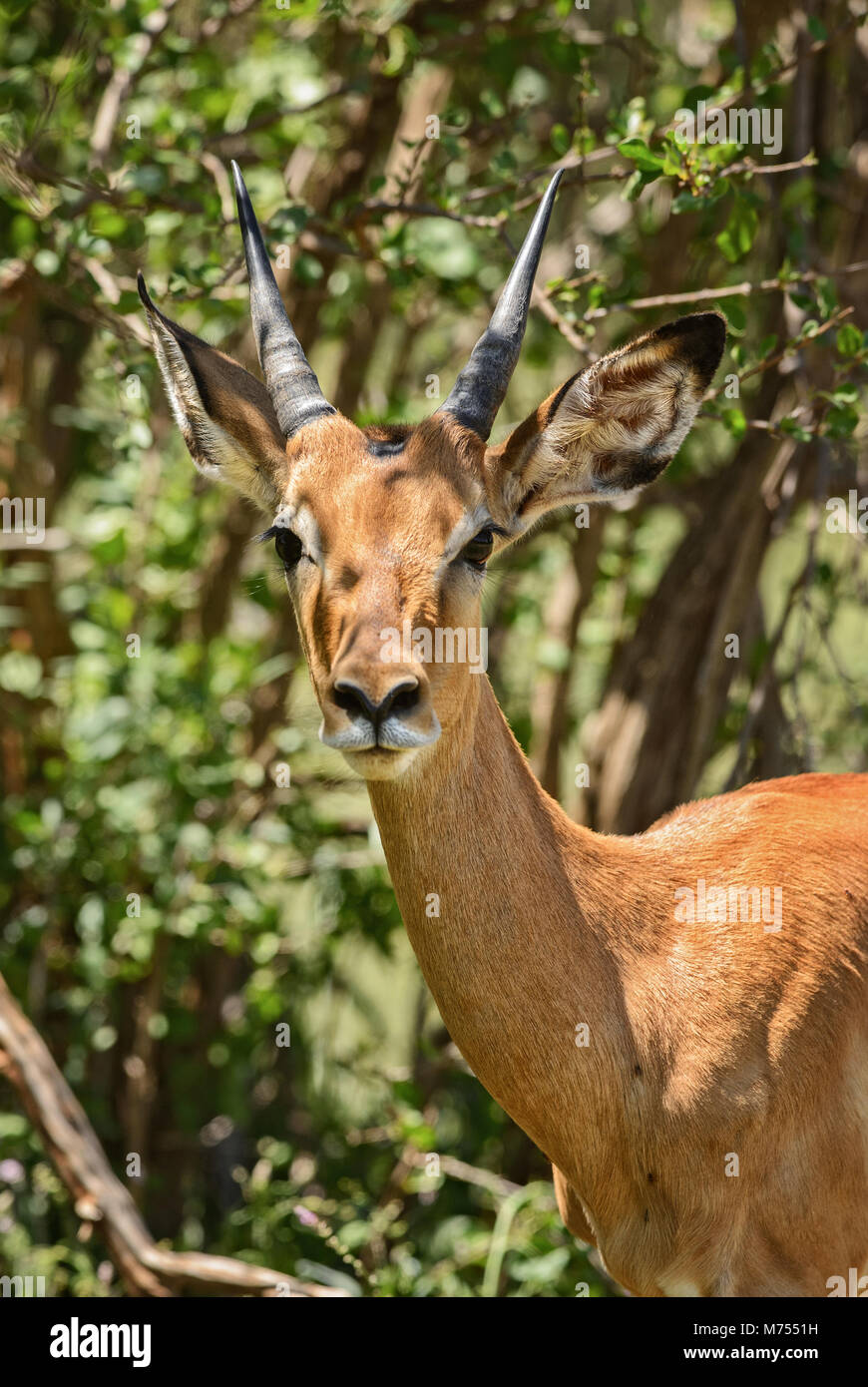 Impala - Aepyceros melampus, small fast antelope from African savanna ...