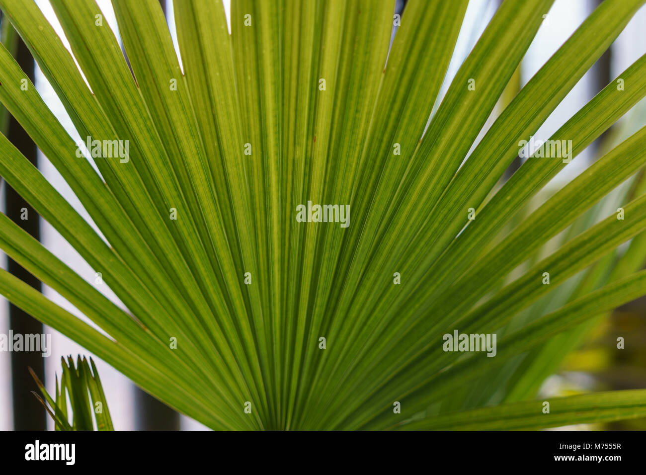 Palm frond from plants hi-res stock photography and images - Alamy