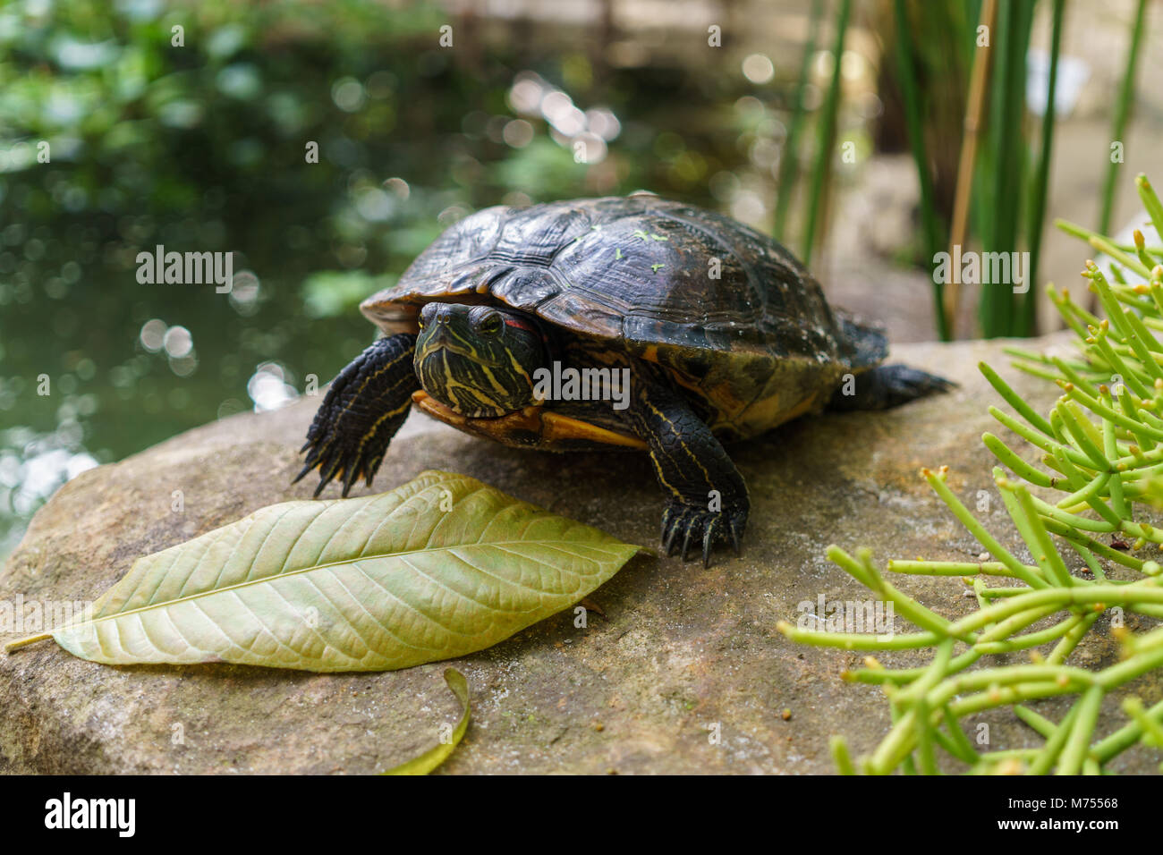 Asian yellow pond turtle hi-res stock photography and images - Alamy