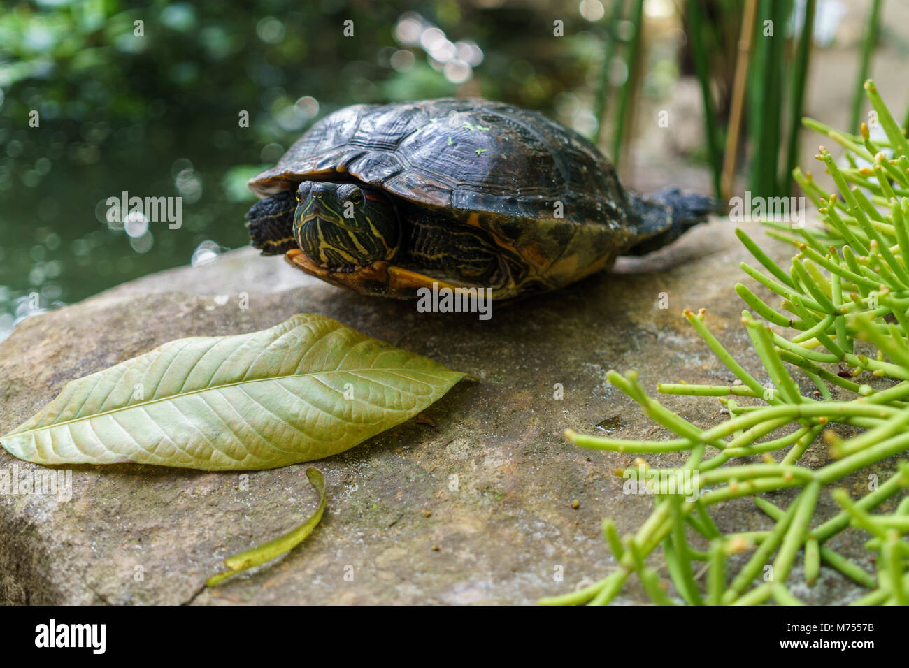 the turtle on the rock Stock Photo - Alamy
