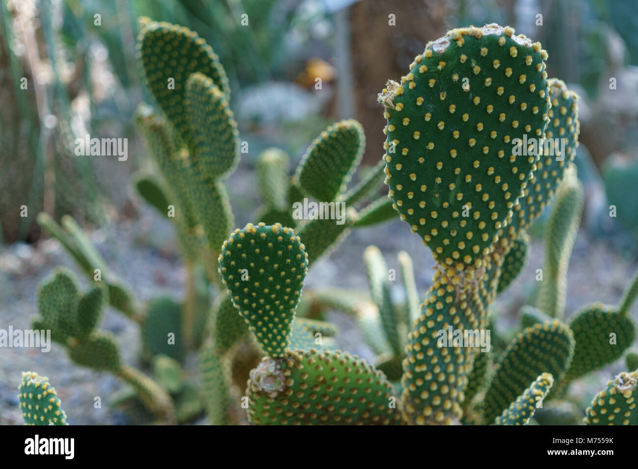 dangerous cactus with spikes om tje desert Stock Photo - Alamy