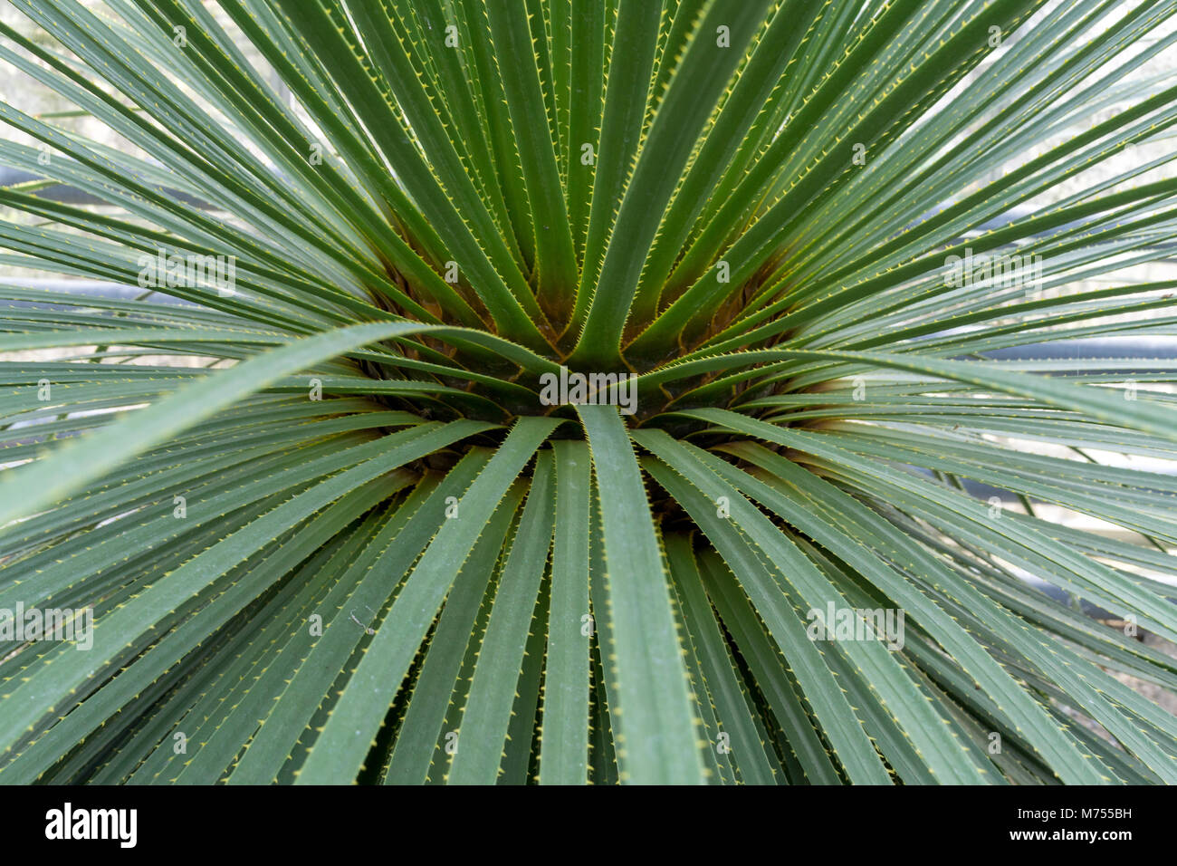 inside green cactus close up Stock Photo - Alamy