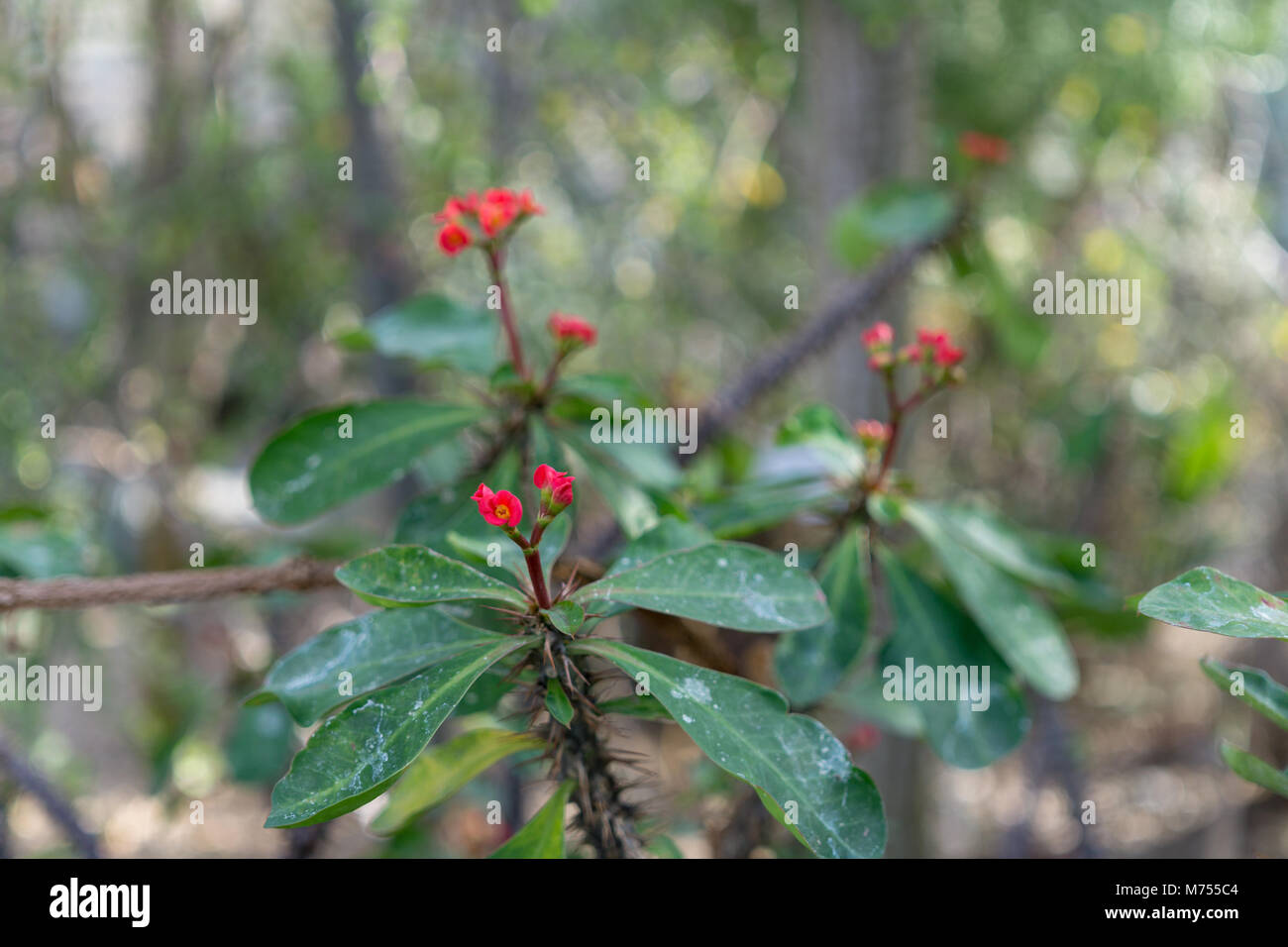 red jungle flower with very sweet blossom Stock Photo - Alamy