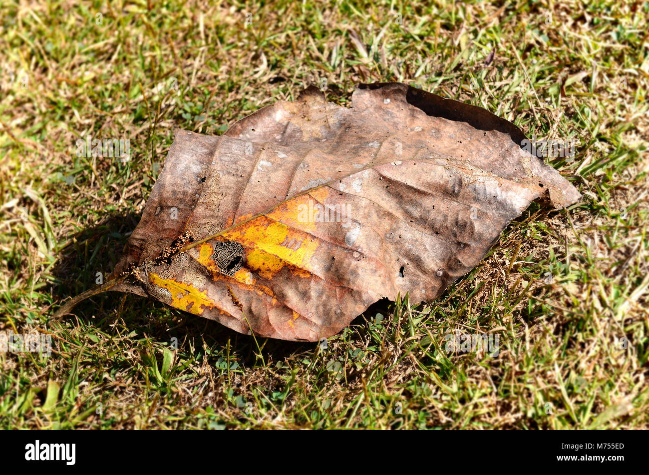 Dry leaf on the ground Stock Photo - Alamy