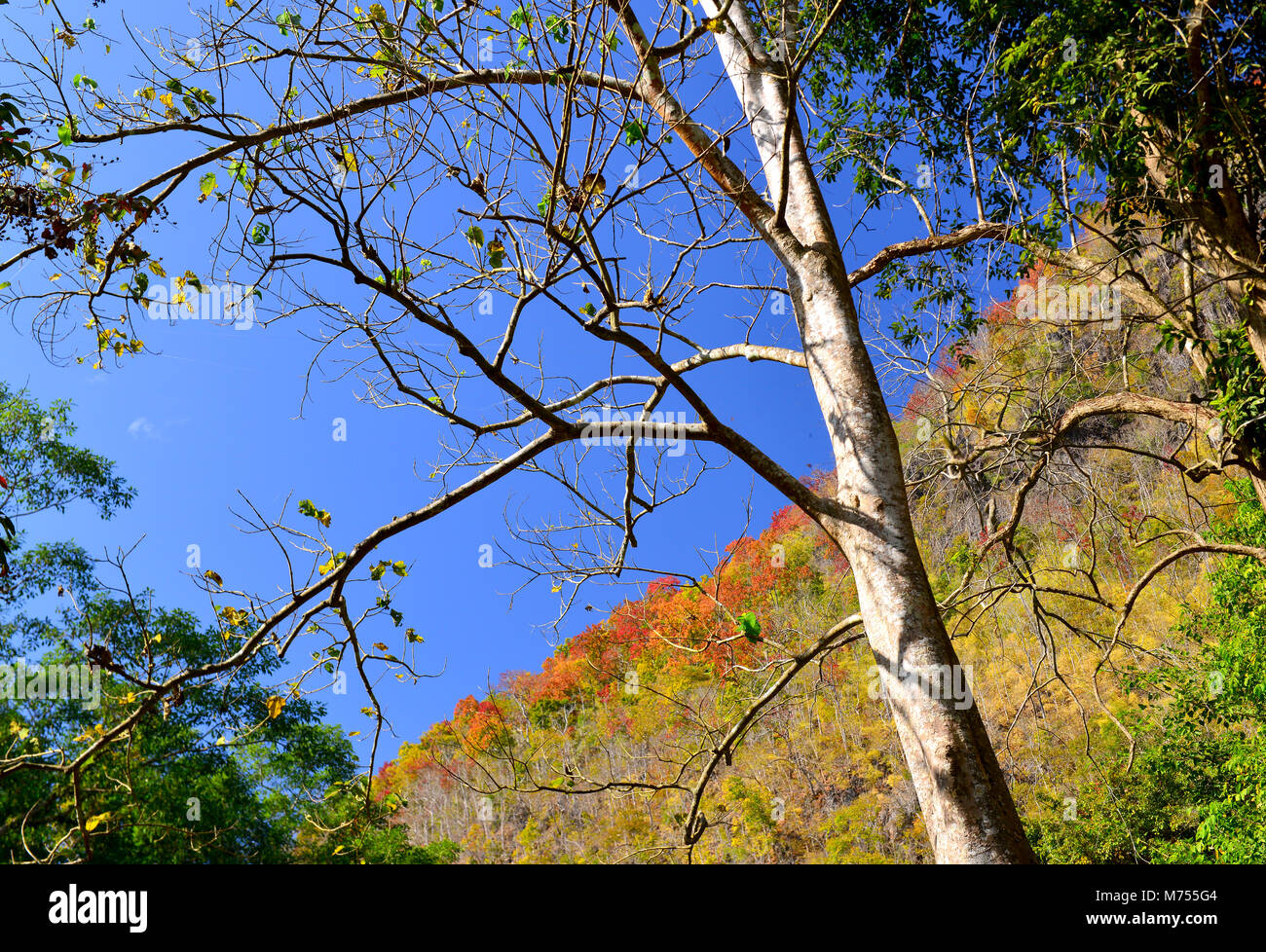 colorful from time season change of nature color Stock Photo - Alamy