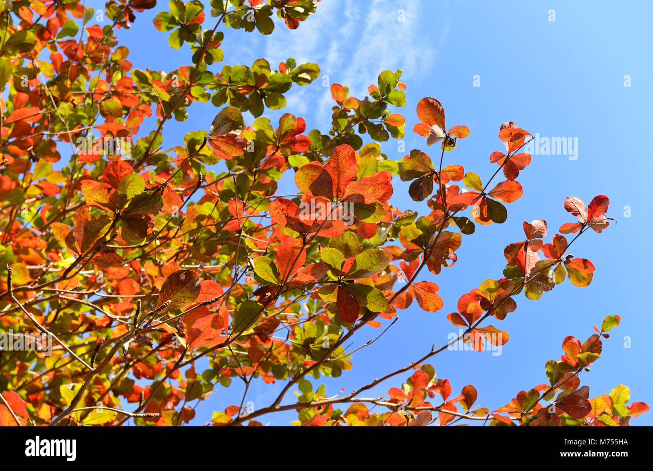 colorful from time season change of nature color Stock Photo - Alamy