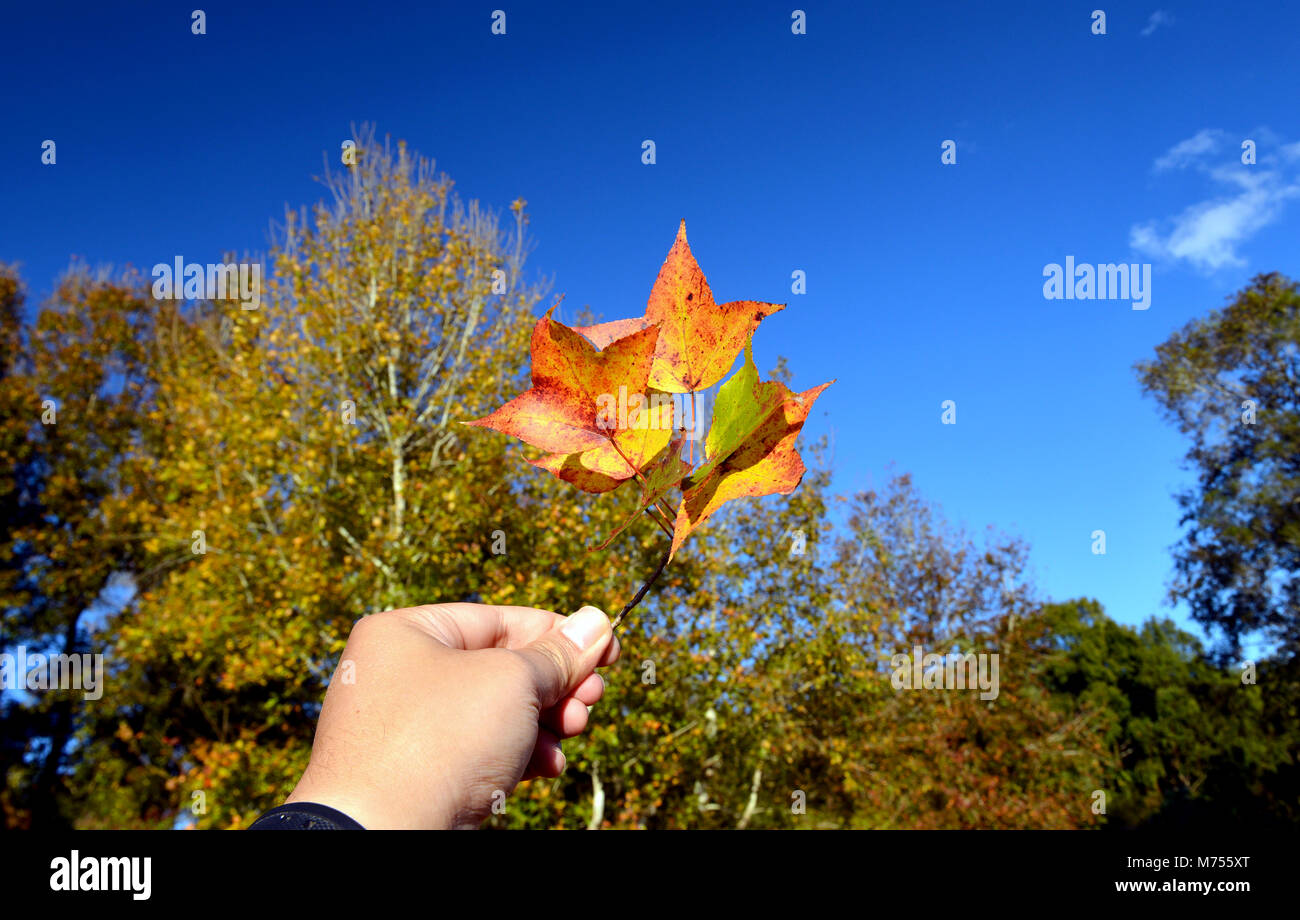 handle maple leafs with blue sky on hand Stock Photo - Alamy