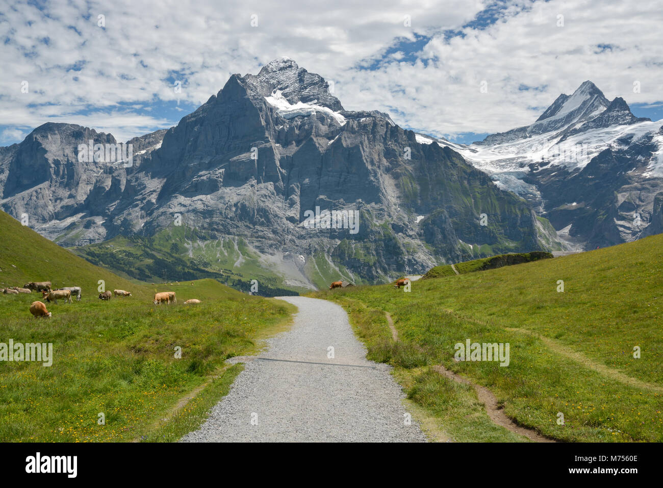 Grazing cows near Grindelwald First in Switzerland under the majestic ...