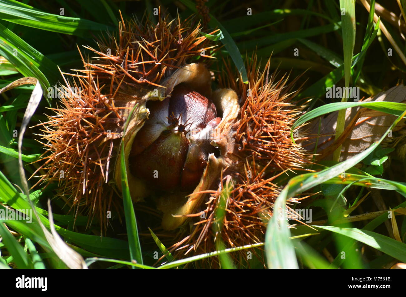 Chestnuts burr hi-res stock photography and images - Alamy