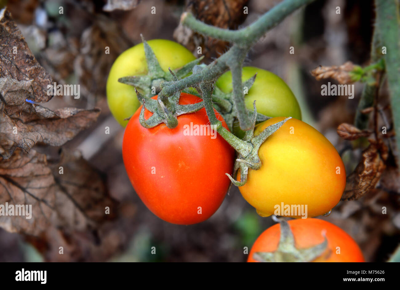 super beautiful fresh colorful tomato from nature farm Stock Photo - Alamy