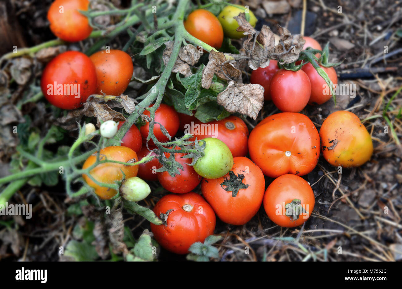 super beautiful fresh colorful tomato from nature farm Stock Photo - Alamy