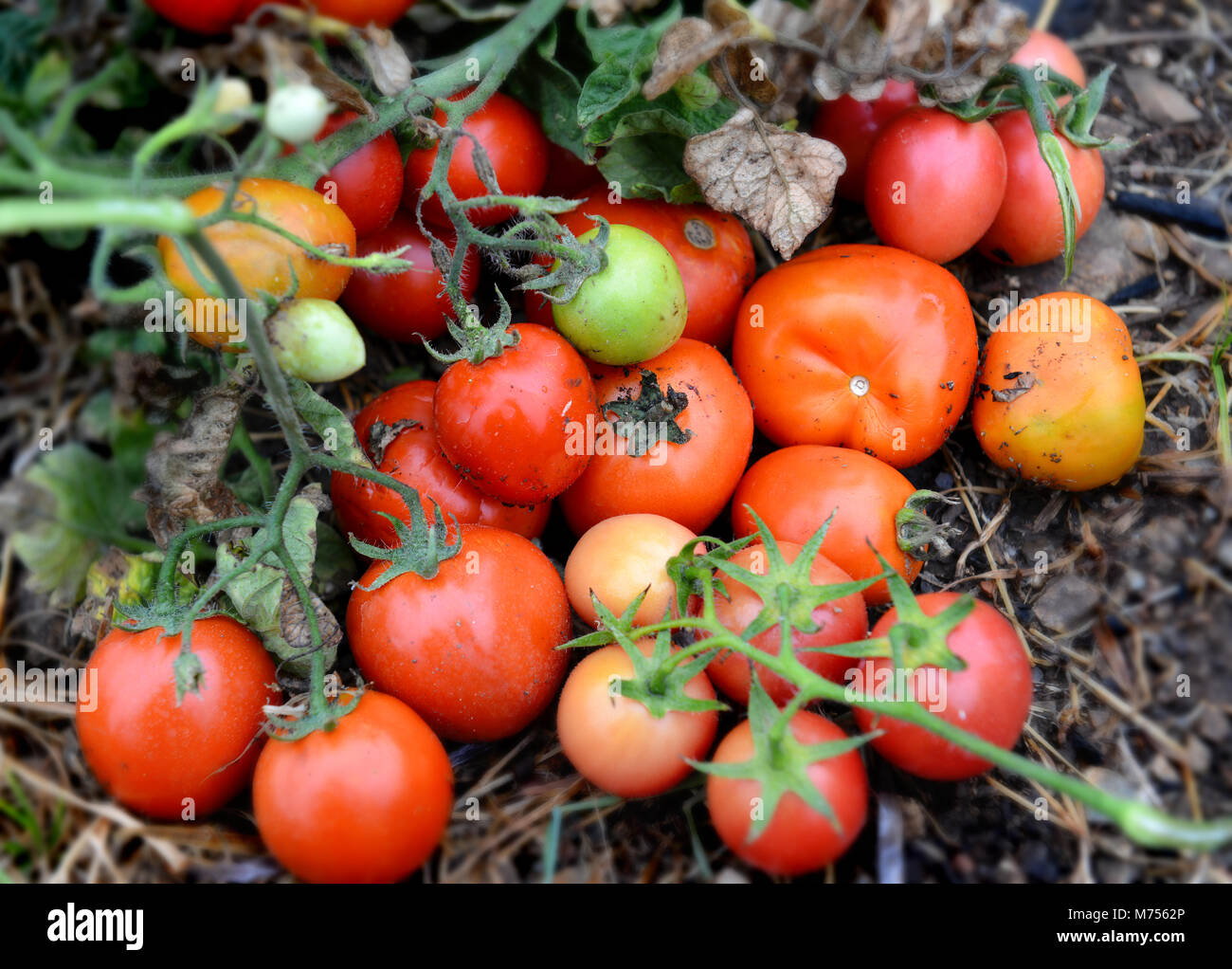 super beautiful fresh colorful tomato from nature farm Stock Photo - Alamy