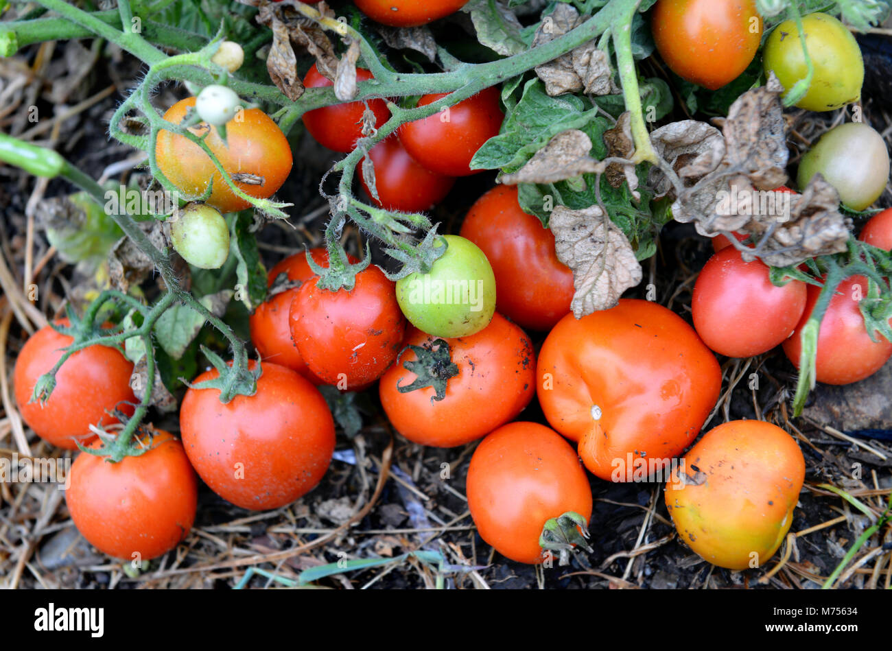 super beautiful fresh colorful tomato from nature farm Stock Photo - Alamy