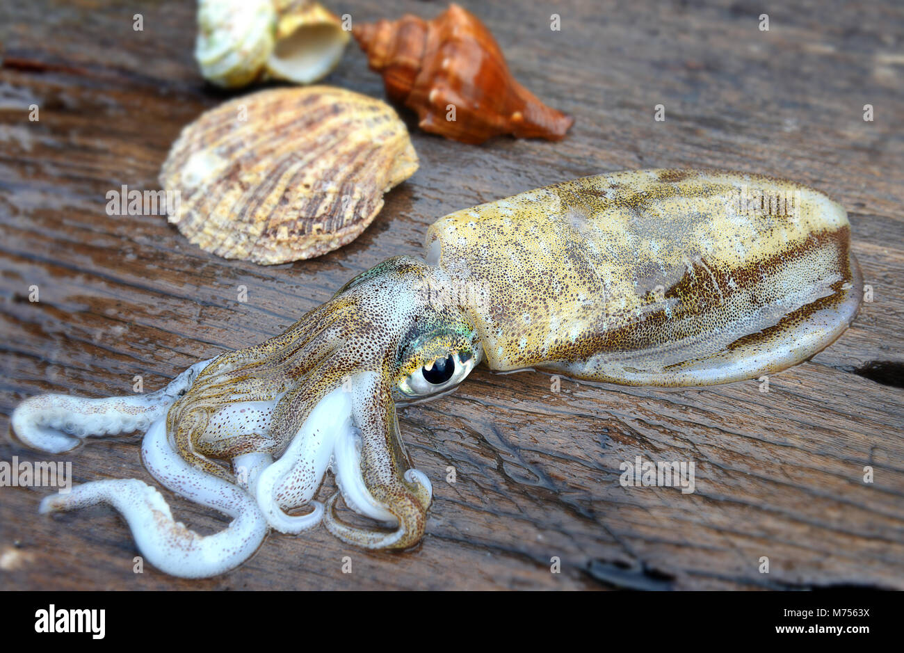 One full body of Fresh and life soft cuttle fish from fishery market in ...