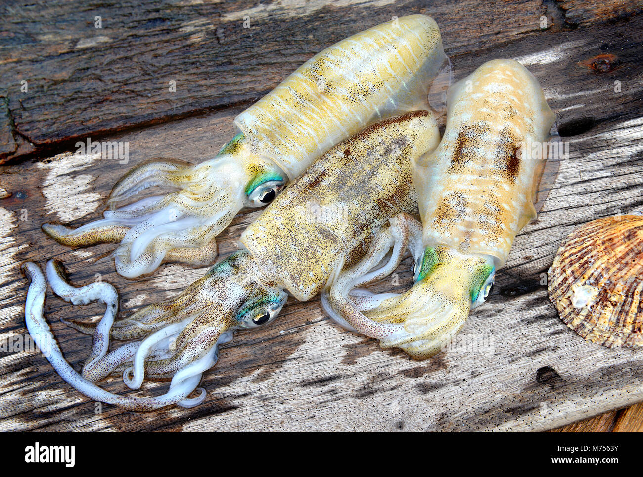 3 Fresh and life soft cuttle fish from fishery market on the wooden ...