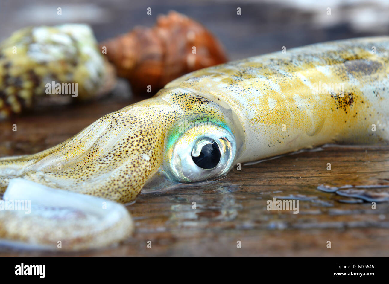 Eye focusing of Fresh and life soft cuttle fish from fishery market in ...