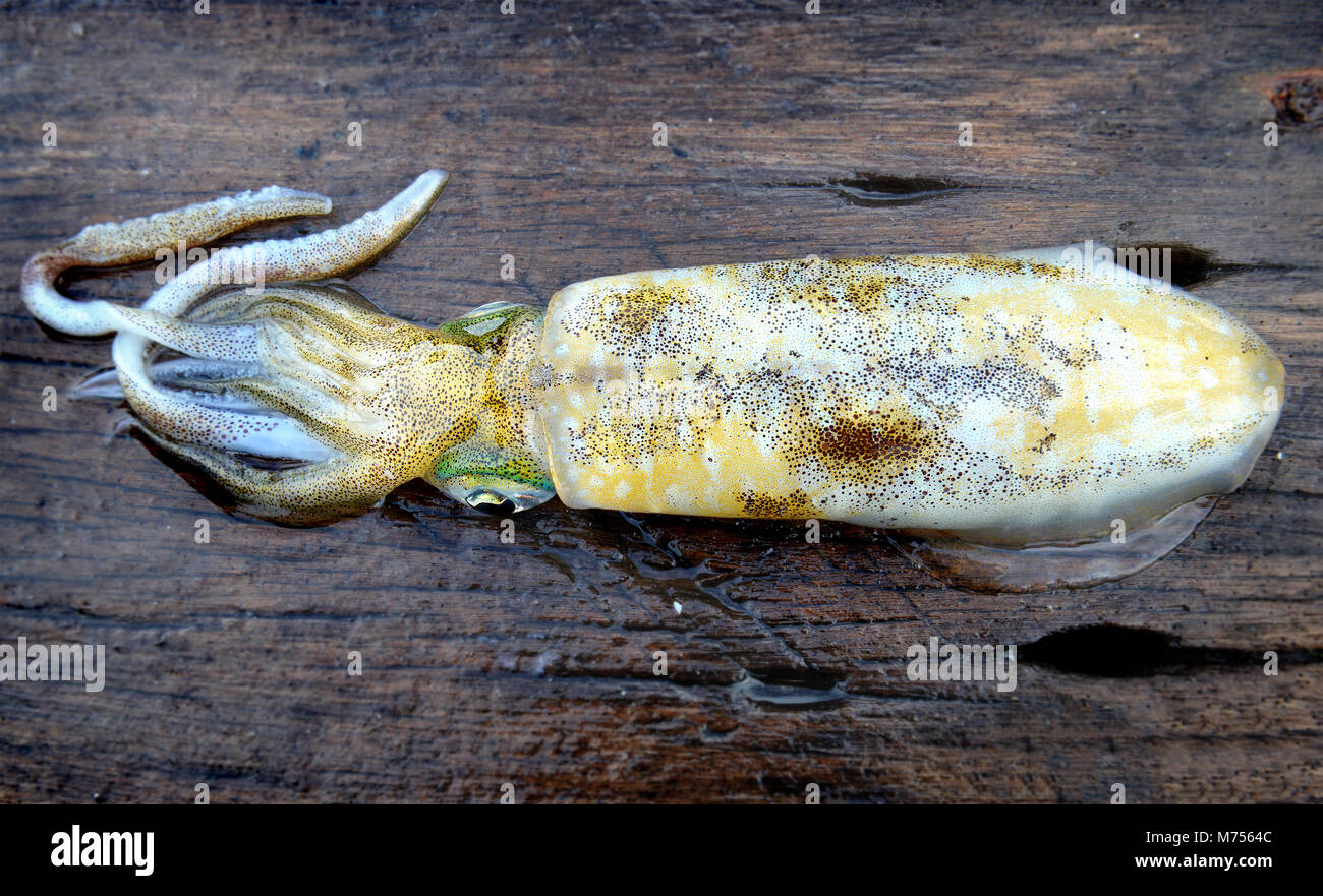 Soft cuttlefish hi-res stock photography and images - Alamy