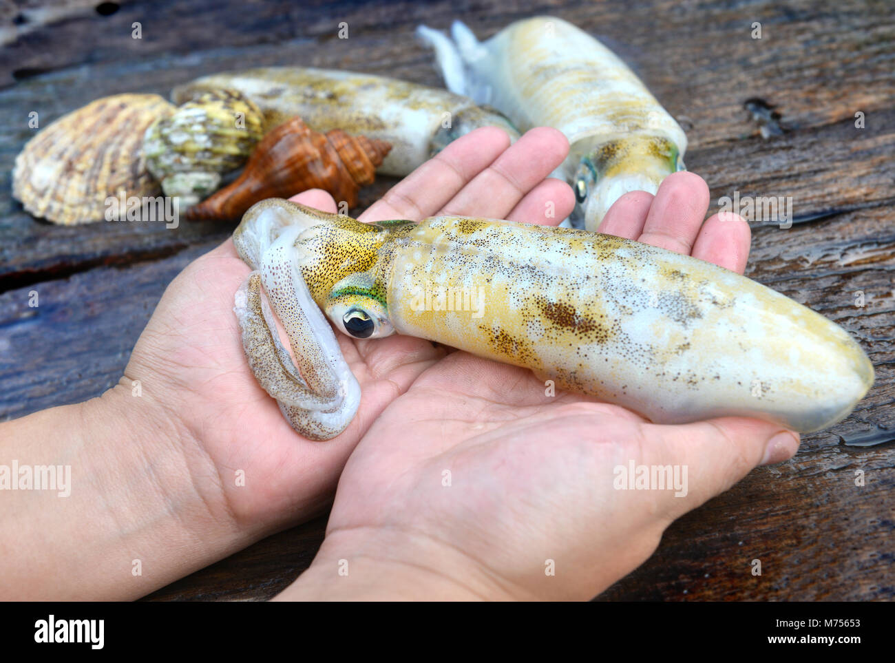 Soft cuttlefish hi-res stock photography and images - Alamy
