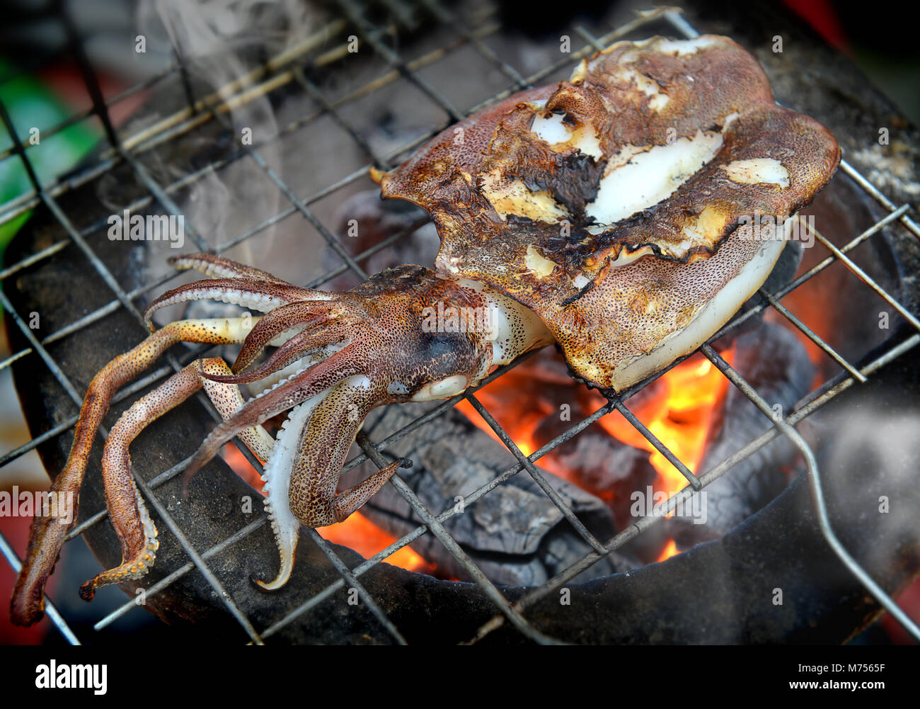 Giant cuttlefish hi-res stock photography and images - Alamy