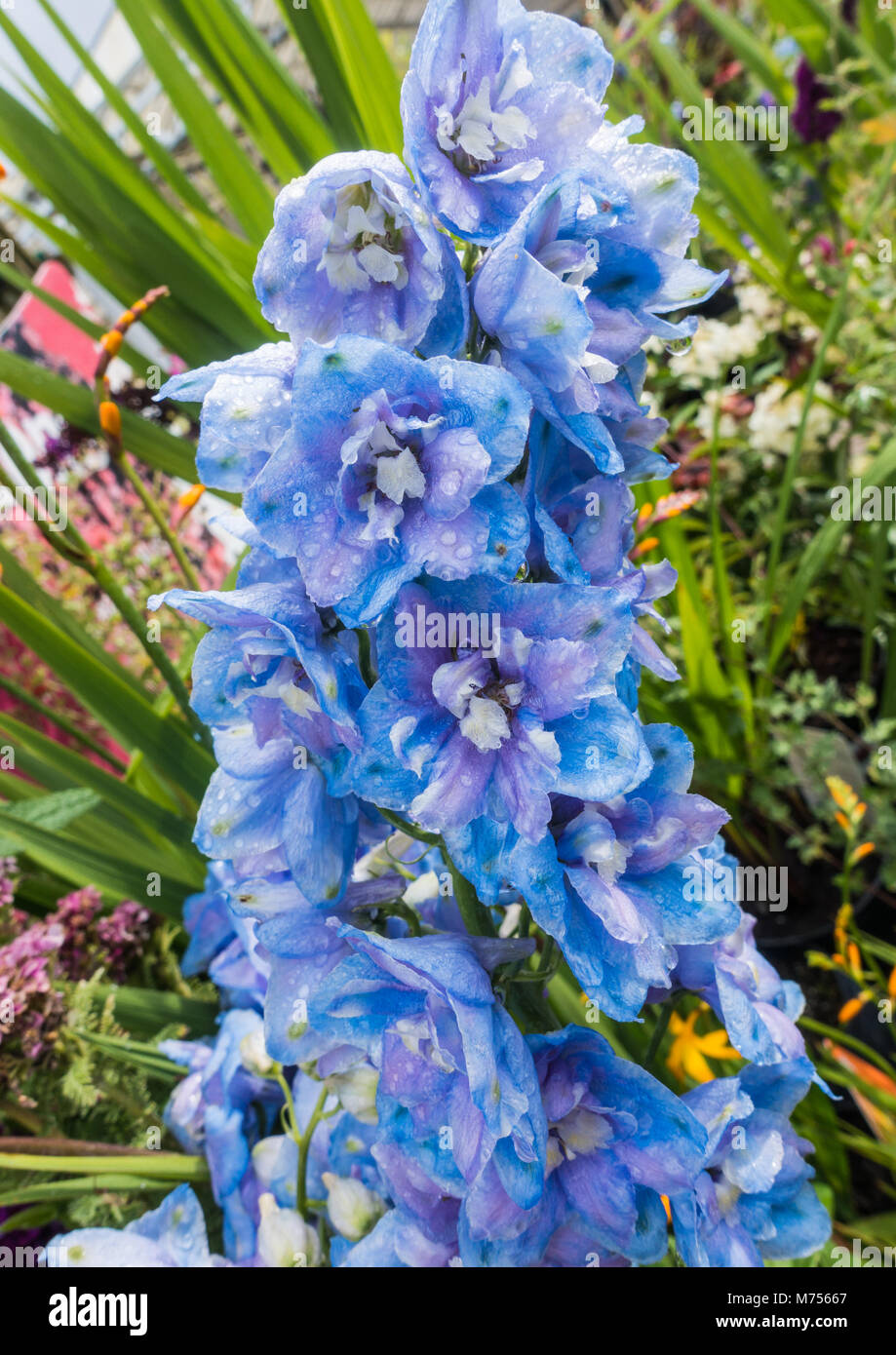 A close-up shot of a delphinium flower spike Stock Photo - Alamy