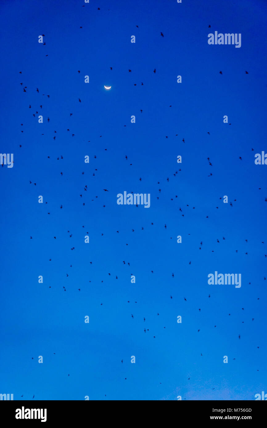 Group of bats flying in the night sky with the moon Stock Photo - Alamy