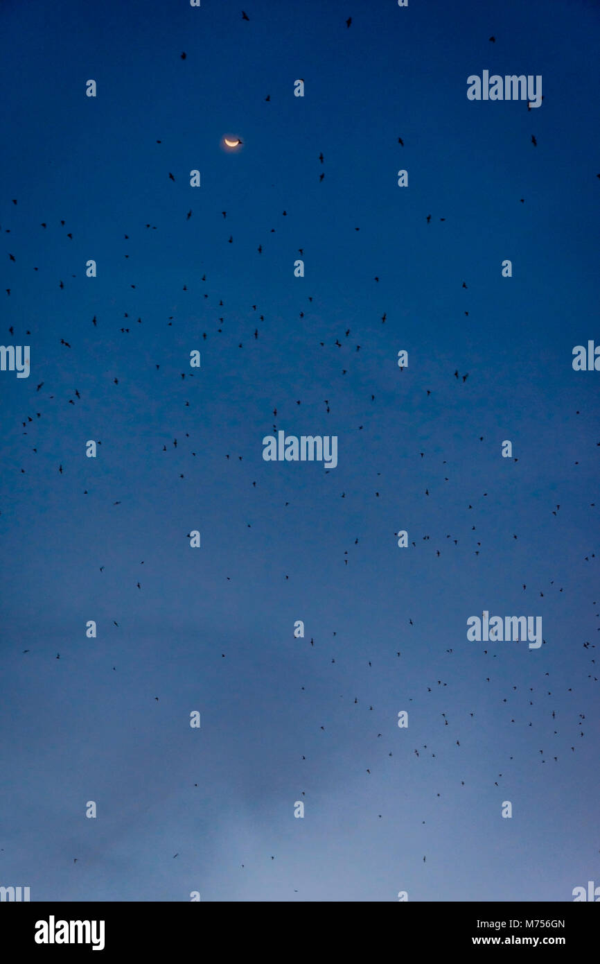 Bat moon wild hi-res stock photography and images - Alamy