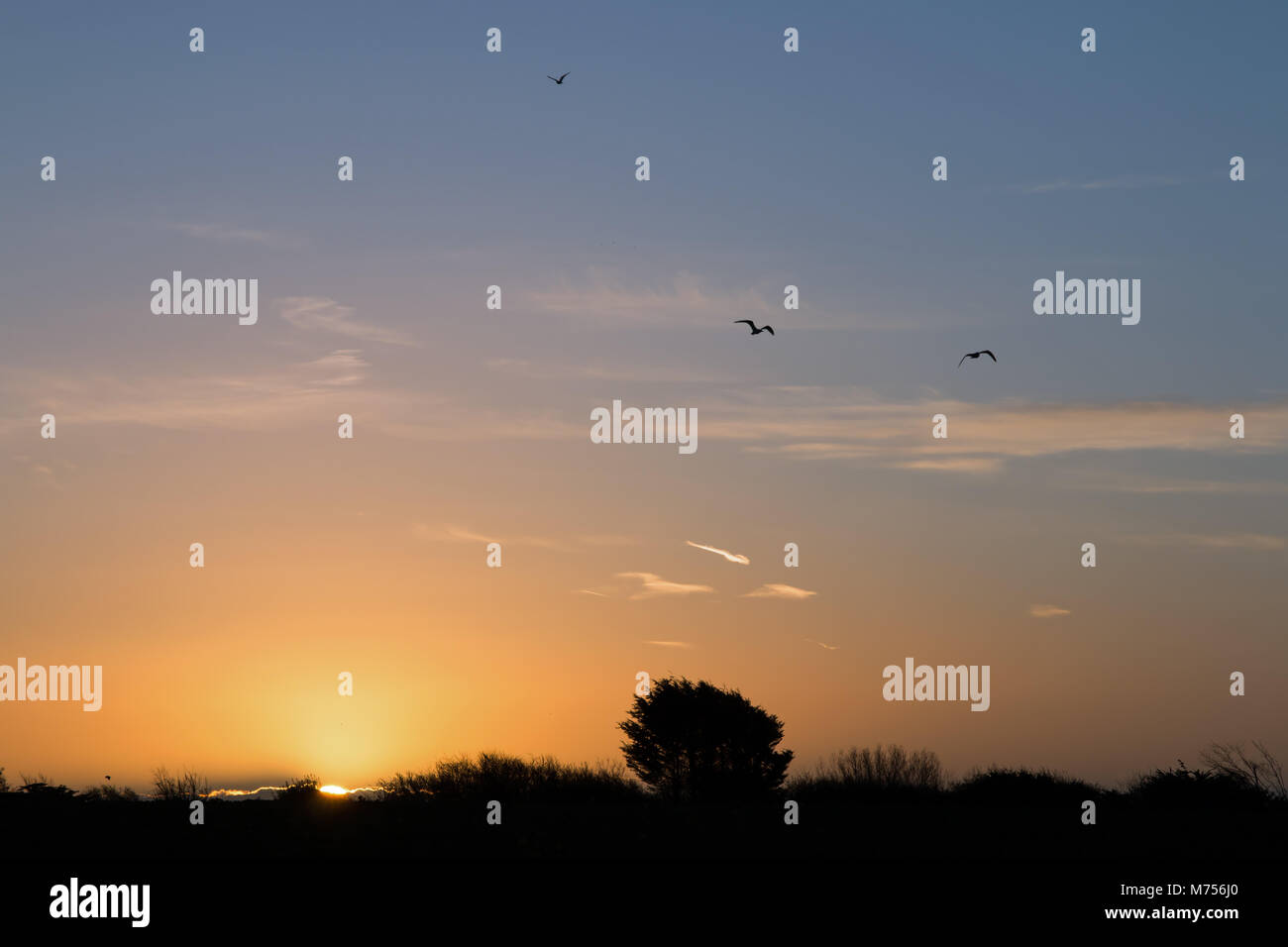 Sun rising from behind cloud, with gulls overhead Stock Photo - Alamy